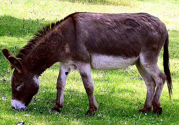 China: waar zijn alle ezels?